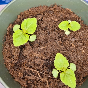 더덕 Seeds 30 Deodeok Aka Codonopsis Lanceolata or Lanse - Etsy