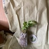 Syngonium Three Kings Starter Plant ALL STARTER PLANTS Require You to ...