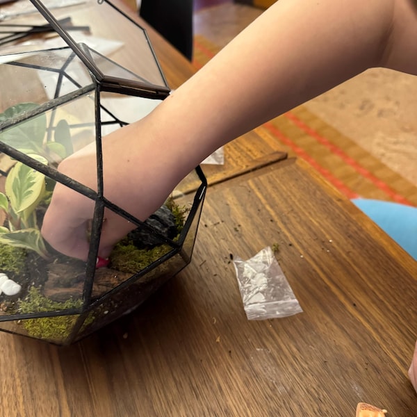 Large Terrarium Kit DIY / Live Moss / Tropical Plant, Bioactive ...