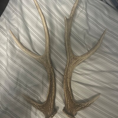 Taxidermy, a Pair, of X X Mating Stoat or Long-tailed Weasels Ermine ...