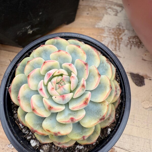Mix Rare Live Succulent Plants Advanced Level Blind Box, 2-3.5" Random ...