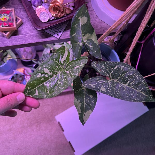 Tradescantia Albiflora - White Inch Plant - Easy to Care for *US Seller ...