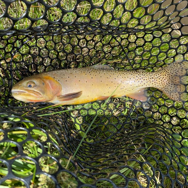 Stone Pony. Awesome Mini Stonefly Imitation. Euro, Dry-dropper and ...