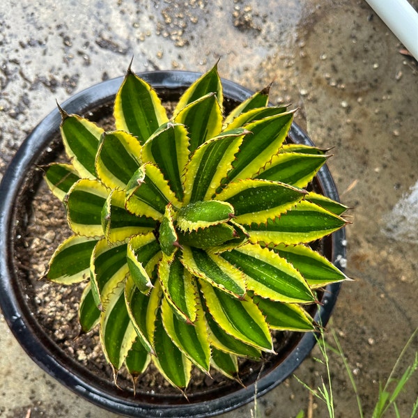 Quadricolor Agave | 3 Gallon | Agave Lophantha | Live Succulent Plant ...