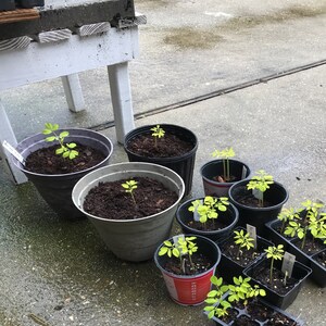 Yellow Elder Seeds Tecoma Stans 30 | Etsy