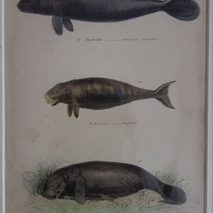 Antique French Print Fourrures From 1922 french Vintage - Etsy