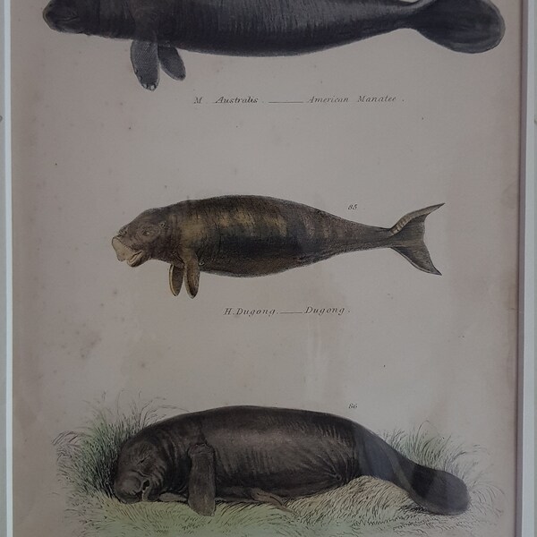 Antique French Print, Fourrures From 1922 ,french Vintage Animal Print ...