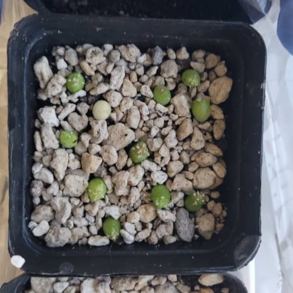 Eppendorf Centrifuge Tube Safe Lock 2.0 Ml High-quality Microcentrifuge ...