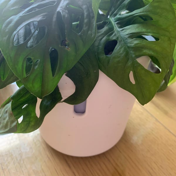 LECA Pots Self Watering Planter for Houseplants 5.5 Inch 3-pack ...