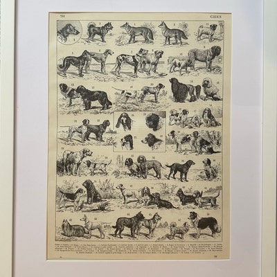 American Buffalo Original Lithograph From johnson's Household Book 1880 ...