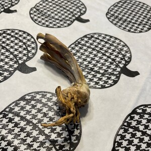 10 Heirloom Japanese Black Futsu Squash Seeds Unique Fall Asian Winter ...