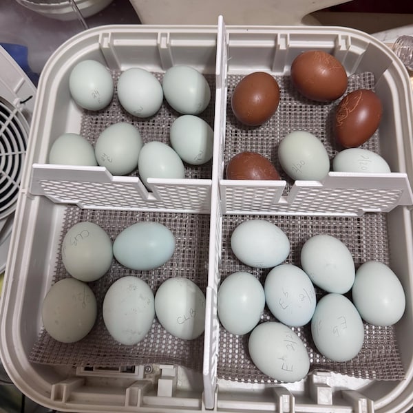 Divider for Maticoopx 30 Incubator | Egg Separator | Chick Hatching ...