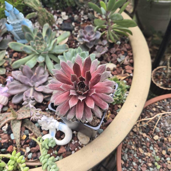Royal Ruby Hen and Chicks - Sempervivum - Etsy