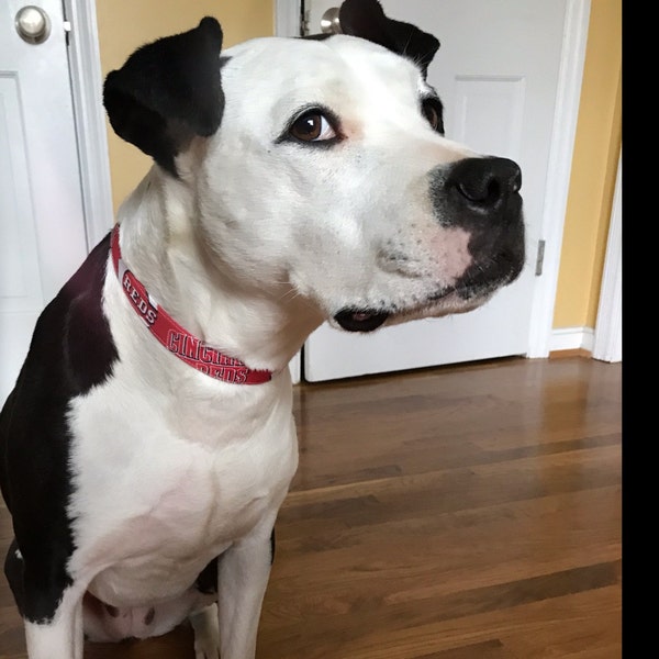 Christian Dog Collar/ Jesus is My Savior/ My Messiah/ Religous Family ...