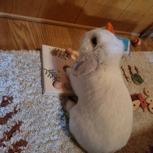 Bamboo Bungalow Rabbit Hidey House Indoor Rabbit Castle With - Etsy