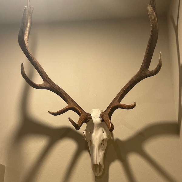 Large European Mount Hanger - Etsy