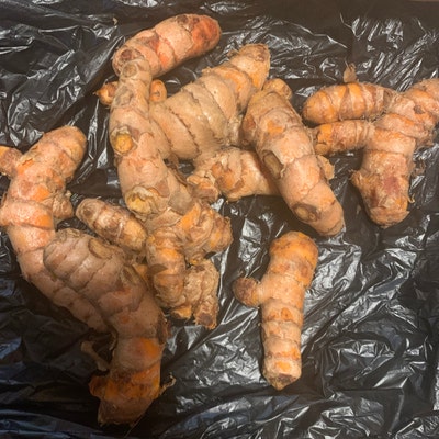 Fresh Wild Turmeric From Fiji 1/2 LB - Etsy