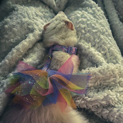 Ferret Harness Rainbow Multicolor - Etsy