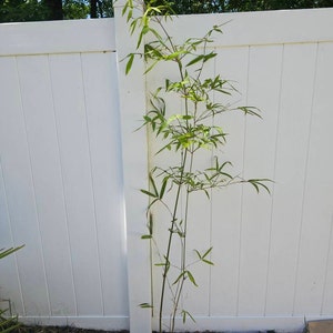 Phyllostachys Bissetti/david Bisset Bamboo-very Cold Hardy Down to 15 ...
