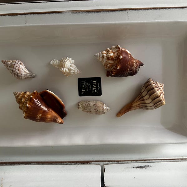 Framed Scallop Shell Art, Shell Art, Sea Shell Art, Sanibel Sea Shell ...