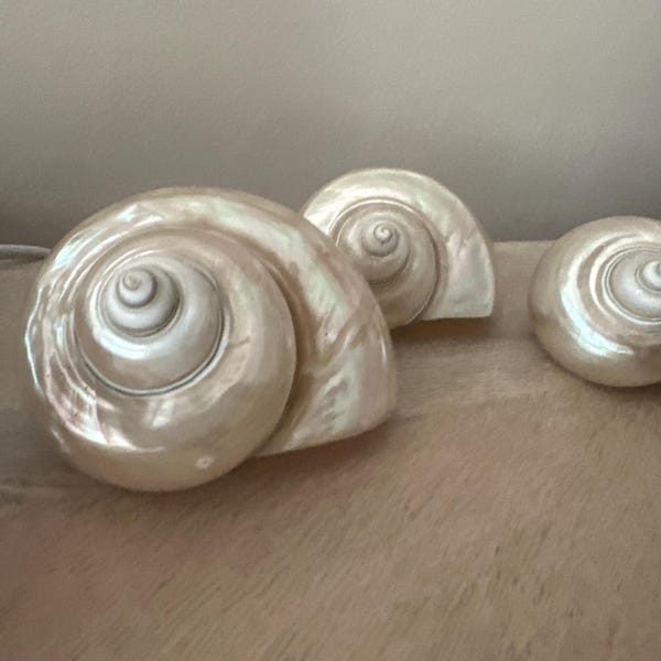 Turbo Burgos, Turbo Burgos White, Sea Shell, Mussel, Large Mussel ...