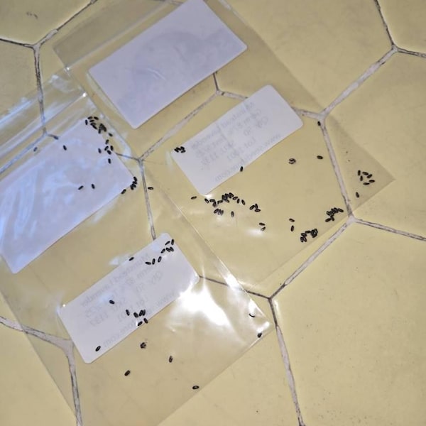 Gloria Cosmos Seeds | Cosmos Bipinnatus | Non-gmo | Flower Seeds | Seed ...