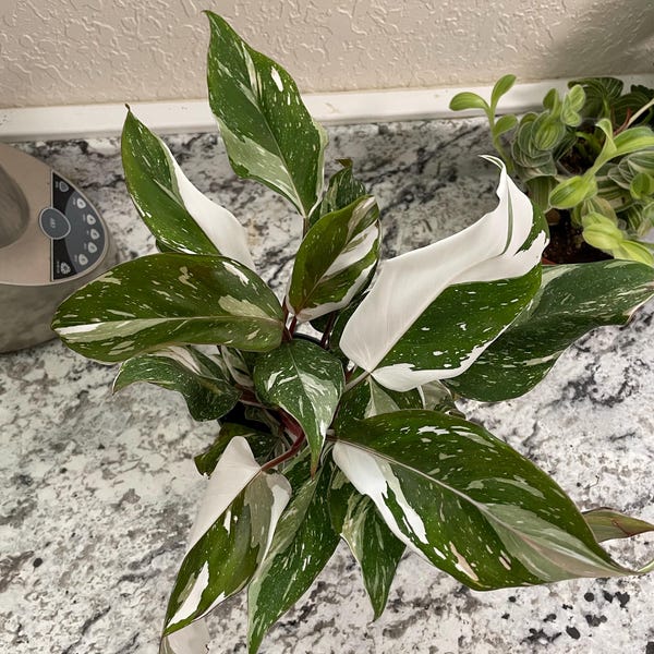 4” Monstera Peru Pot - Karstenianum Plant - Big Foliage Leaves - Fully ...