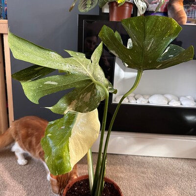 Tradescantia Gibasis Jose Puig 9cm Plant Pot House Plant - Etsy UK