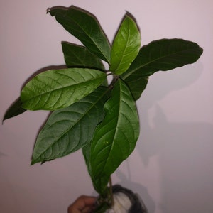 Anamu, Guinea Hen Weed,mucura , Garlic Guinea Weed, Petiveria Alliacea ...