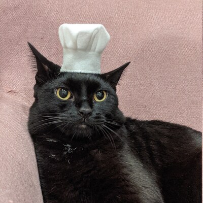 Chef Hat for Cats - Etsy