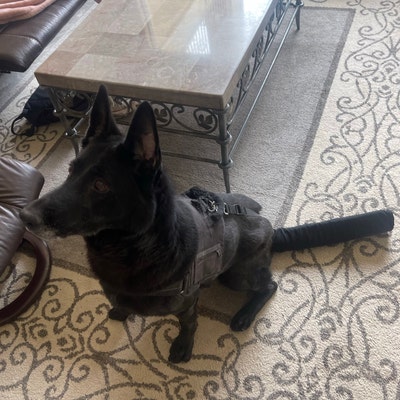 The Happy Tail Guard. VET APPROVED Tail Protection for Your Dog. Helps ...