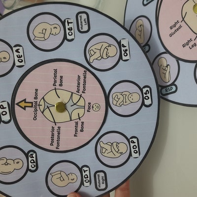 Placenta Educational Poster Study Bundle - Etsy