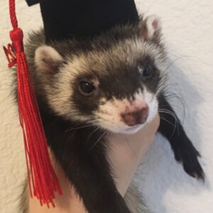Graduation Caps for Small Animals - Etsy