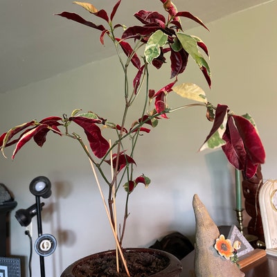 Firestorm Chinese Croton Excoecaria Cochinchinensis Plant, 4 - Etsy