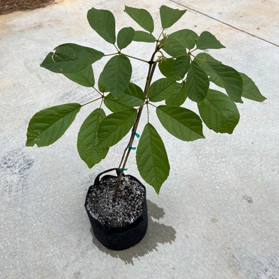 Live Yellow Tabebuia Trees 2 to 3 Feet Tall 1 Gallon, Flowering Trees ...