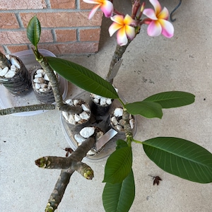 Samoan Fluff Plumeria unrooted Cutting - Etsy