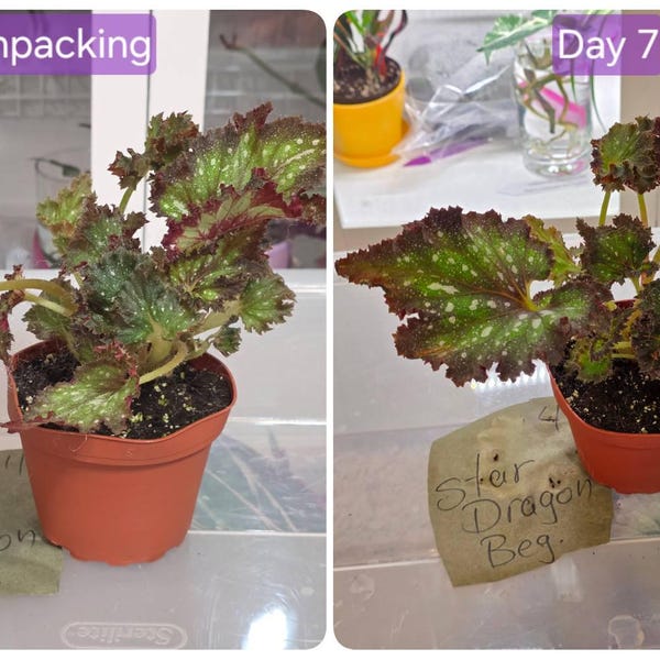 Chester Fern Starter Plant (ALL STARTER PLANTS Require You to Purchase ...