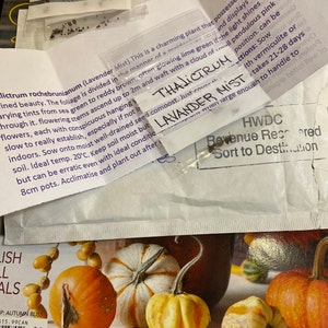 Astrantia MAXIMA 15 SEEDS great Masterwort Hardy Perennial - Etsy