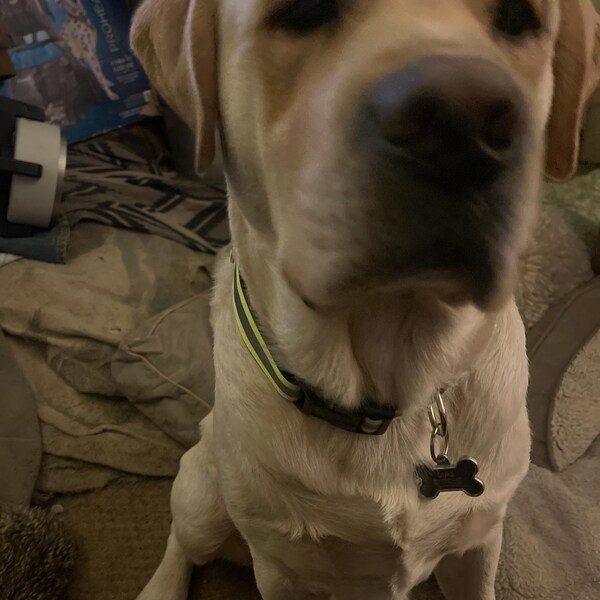 Jigsaw Puzzle Cat Collar - Colorful Autism Awareness Pattern ...