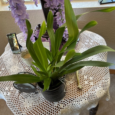 Orchid Plant LIVE Blc. Dan O'neil 'jubilee' Rare - Etsy