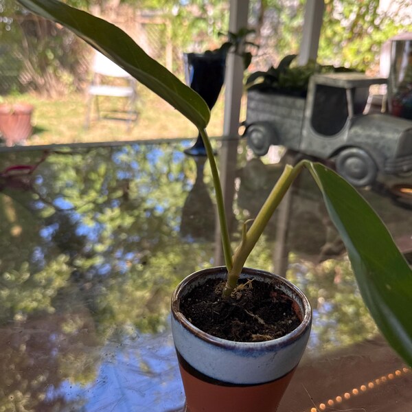 Philodendron White Princess 2 Starter Plant ALL STARTER PLANTS Require ...