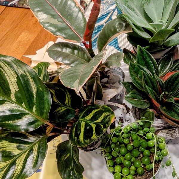 Baby Buddhas Temple Houseplant Crassula Mini Indoor Plant Pyramidalis ...