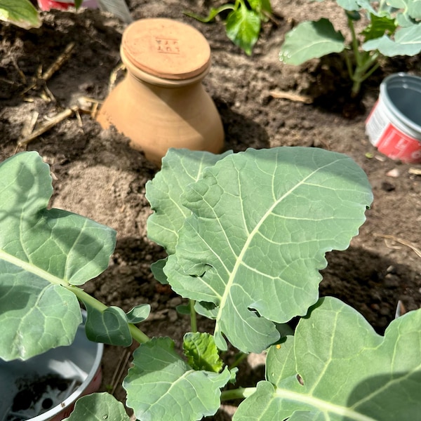 Watering Bell, Self Watering Pot, Self Watering Can, Gardening, Plant ...