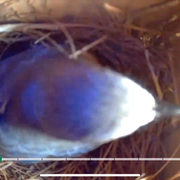 Insulated Roost Box for Songbirds | Cedar | Predator Guard ...