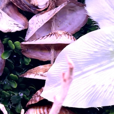 Dove Shells Dotted Tiny Shells 3/8 1/2 Inch 1/4 Cup - Etsy