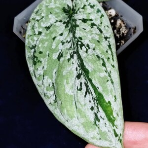 Cebu Blue Ghost Variegated Epipremnum Pinnatum Rooted Starter Plant - Etsy