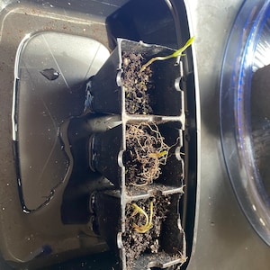 Schoenoplectus Pungens Common Threesquare Bareroot Live Plant Wetland ...