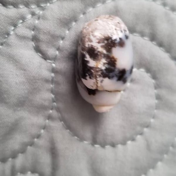 Spiralite Agatized Fossil Seashell: Chalcedony Crystal Shell - Etsy