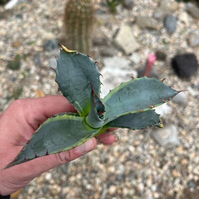 Agave Titanota snaggle Tooth Variegated Rare - Etsy