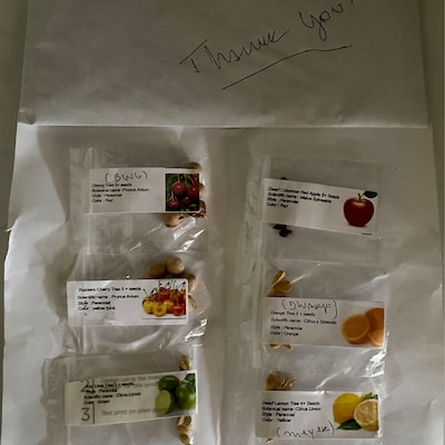 Rare Dwarf BING CHERRY Fruit Tree ,2,6 Or10 Seeds-great for Growing ...